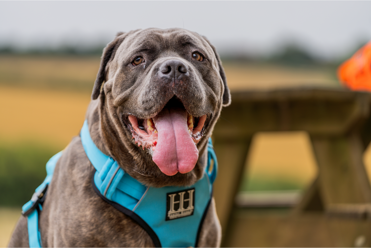 Hunter Hounds | Dog Collars, Harnesses, Leads & Accessories