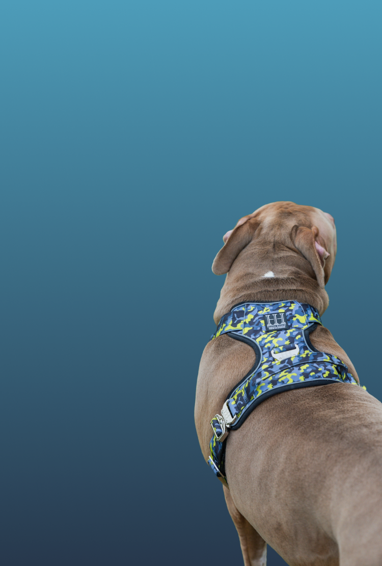 Hunter Hounds | Dog Collars, Harnesses, Leads & Accessories